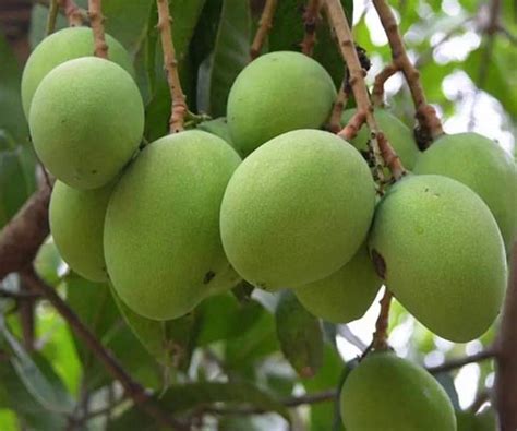 Exploring The Top 21 Mango Varieties That Make India The Ultimate Mango