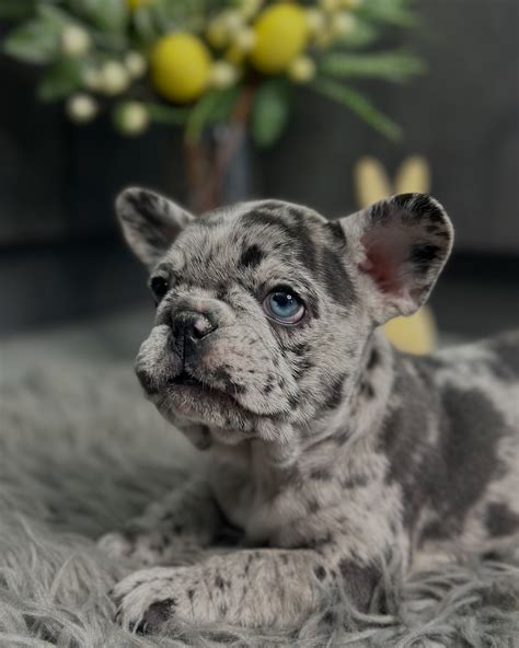 ФРАНЦУЗЬКИЙ БУЛЬДОГ ПУДЕЛЬ ТОЙ КАРЛИКОВИЙ ПУДЕЛЬ🐾 🥰 Instagram