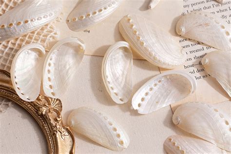 장식소품 진주 전복껍데기 10개 크기랜덤 소라 조개 고둥 여름 인테리어 오너먼트 오브제 촬영소품 오늘의집 쇼핑