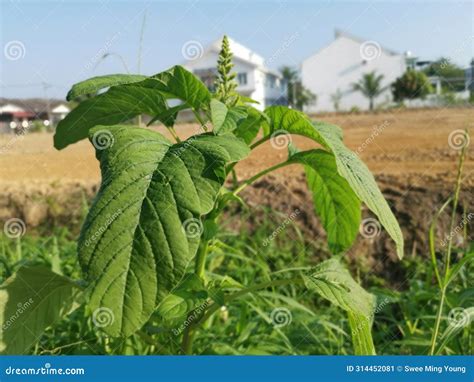 Wild Leafy Edible Amaranthus Spinosus Weed Plant Stock Image Image