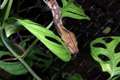 premium photo reticulated python on the tree