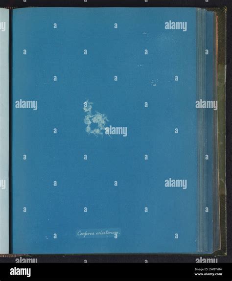 Conferva Archives Anna Atkins C 1843 C 1853 Photograph United Kingdom Photographic