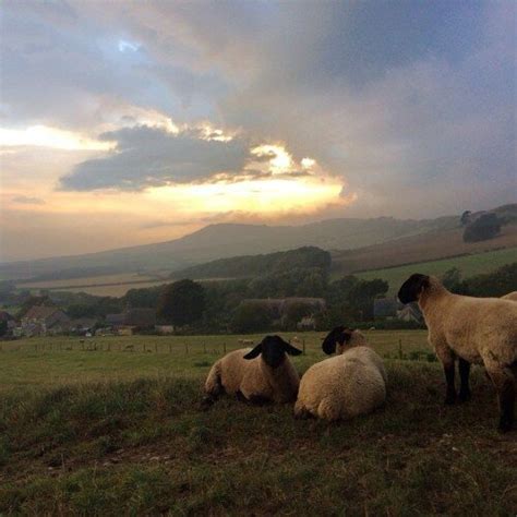 Овцы на пастбище фото изображения и картинки