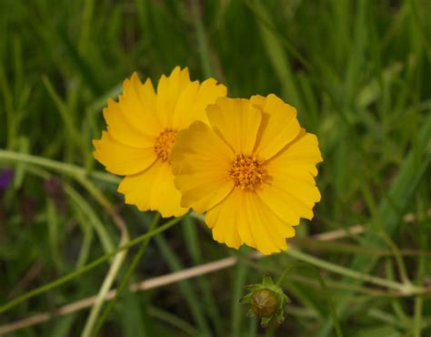 Coreopsis Dyeing Central Coast Handweavers Spinners Textile Arts Guild