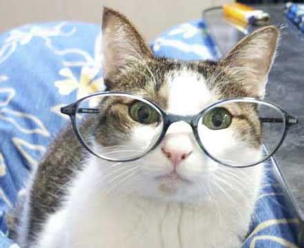 Nerd Cat Cats Photo Fanpop