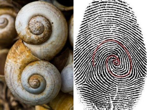 Nature S Fibonacci Sequence Litydictionary