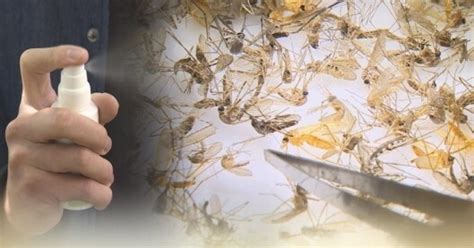 모기 물린 줄 알았는데말라리아 감염 잇따라