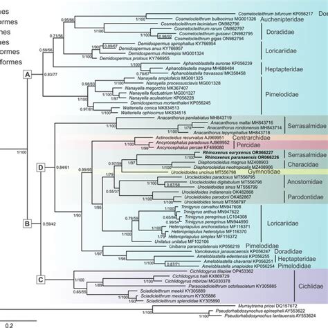 bayesian inference topology based on partial sequences of 28s rdna