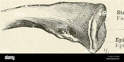 An Atlas Of Human Anatomy For Students And Physicians Anatomy