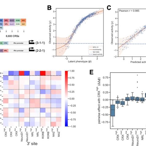 a model of cis regulatory activity driven by diverse tfbss in wild type