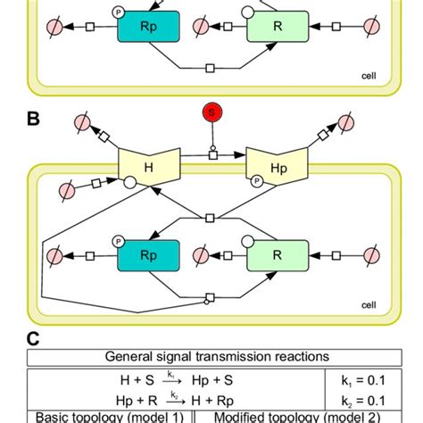 Model Of A Two Component Signalling Pathway A Basic Topology Of The Download Scientific