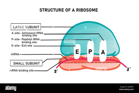 The Structure Of The Ribosome Functions Infographics Cell Structure