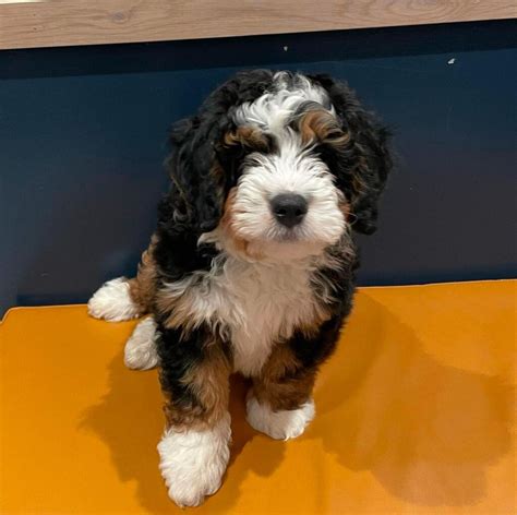 F1 Mini Bernedoodle Mini Bernedoodle Puppies For Sale