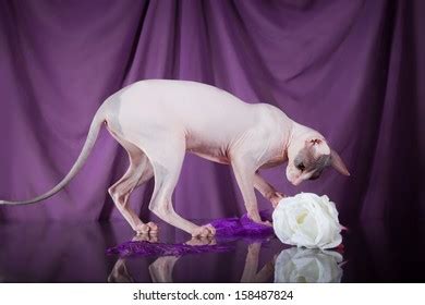 Cat Naked Sphinx Stock Photo Shutterstock