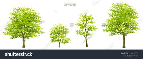 Vector Set Tropical Green Tree Side Stock Vector Royalty Free