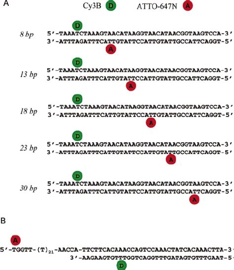A 40 Base Pair Dsdna Molecules Used In This Work The Top Strand Is