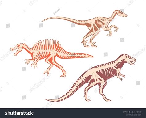Carnotaurus Tyrannosaurus Dinosaur Skeleton Bones Isolated Stock Vector Royalty Free