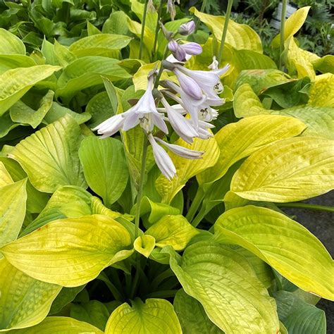Top Dress Hostas At Alonso Wilson Blog