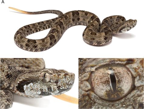 Photographs Of B Atrox Showing A The Entire Snake With Its Large