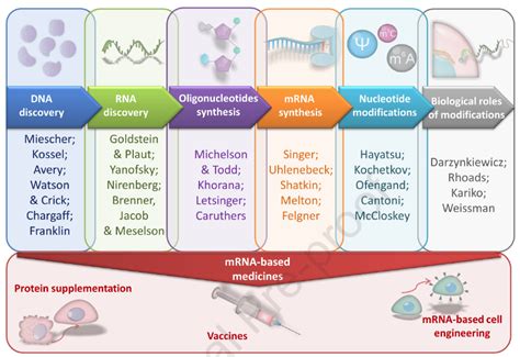 The Development Process And Application Of Mrna Engineering Blog