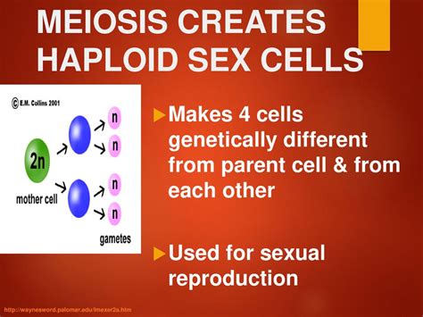 Meiosis Making Gametes Ppt Download