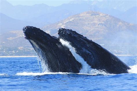 Los Cabos Whale Watching Tour With Pickup And Photos 2026 Cabo San
