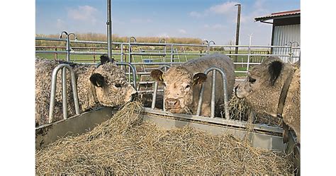 Грижи за домашните животни и птици Български Фермер