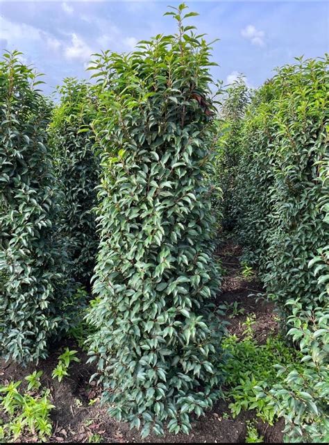 Big Deal Portuguese Laurel Root Ball 180200cm Extra Wide X 10