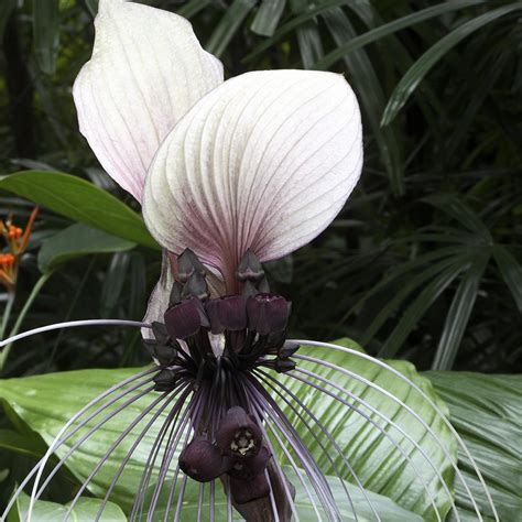 Tacca Integrifolia Nivea Bulbe De Fleur Chauve Souris Blanche