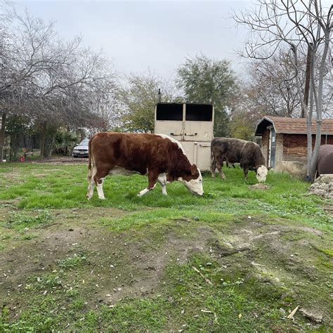 Kathy Scrivner Said Tuesday Kget Tv 17 Bakersfield Facebook