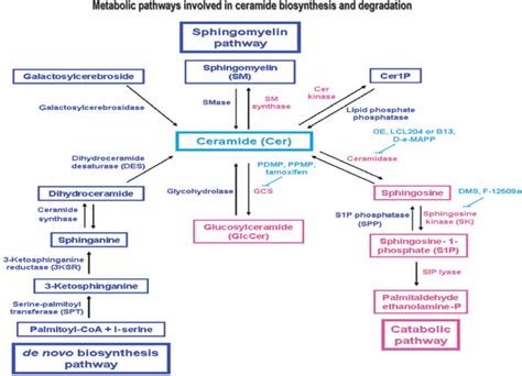 Schematic Representation Of Metabolic Pathways Involved In The