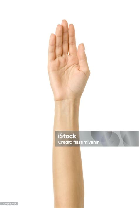 손을 들어 투표하거나 손을 뻗습니다 흰색에 고립된 몸짓을 하는 여자 손 1에 대한 스톡 사진 및 기타 이미지 1 가리키기 개념 Istock