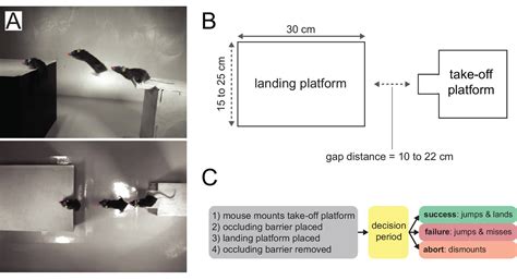 distance estimation from monocular cues in an ethological visuomotor