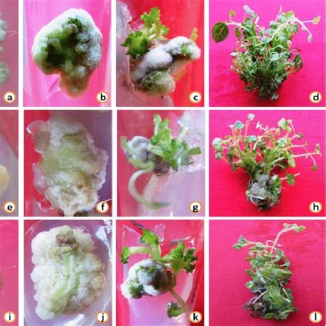 Callus Induction And Multiple Shoot Regeneration With Various Explants