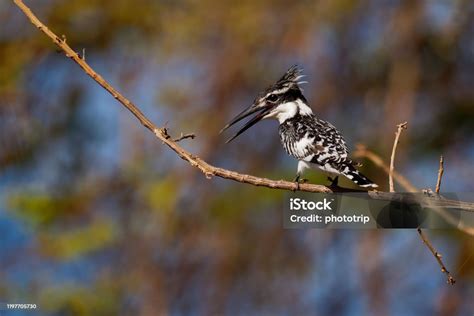 파이드 킹피셔 세릴 레 루디스 종의 물 검은 색과 흰색 킹 피셔는 아프리카와 아시아에 널리 분포되어 있습니다 사냥 물고기 일몰 이나 일출 동안 나뭇가지에 앉아 강에 대한