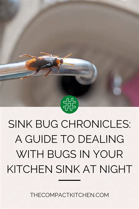 Sink Bug Chronicles A Guide To Dealing With Bugs In Your Kitchen Sink At Night The Compact