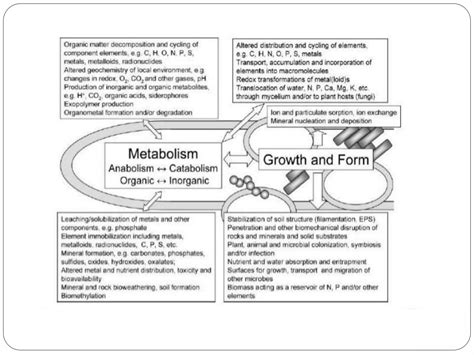 Enrichment Of Ores By Microorganisms Bioaccumulation And