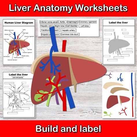 Build And Label The Human Liver Anatomy Worksheets Liver Activities