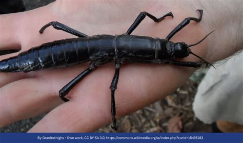 Dryococelus Australis The Remarkable Return Of The “tree Lobster
