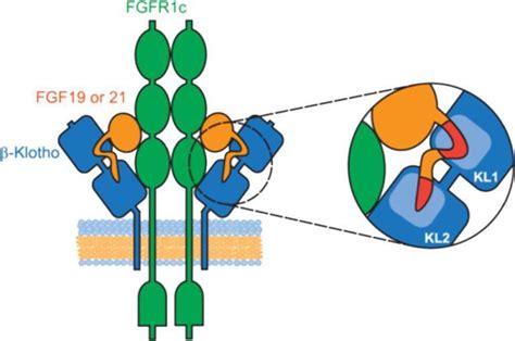 How To Do Competition Binding Assay Lifetein Peptide Blog