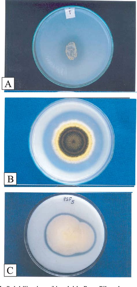 Figure 1 From Role Of Phosphate Solubilizing Microorganisms In Sustainable Agriculture — A
