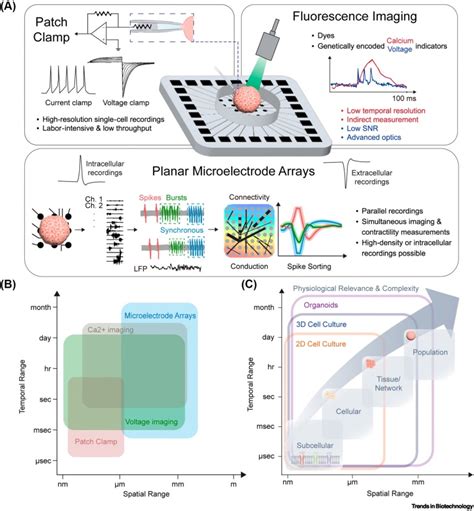 Microelectrode Array Technology For Organoids And Microphysiological
