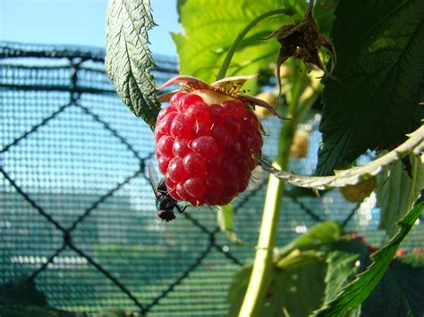Raspberry Insect Nature Free Photo On Pixabay Pixabay
