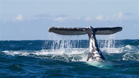 Dos Ballenas Jorobadas Fueron Vistas Nadando En Aguas Del Golfo De Urab Chicanoticias