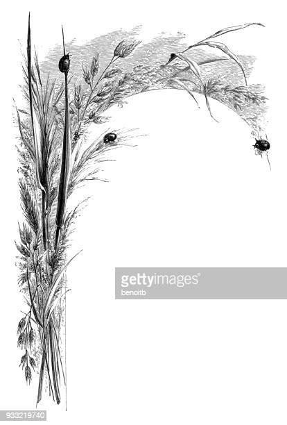 Ladybug Sketch Photos And Premium High Res Pictures Getty Images