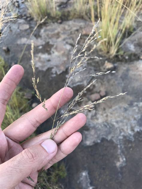 Eragrostis Curvula Eflora Of India