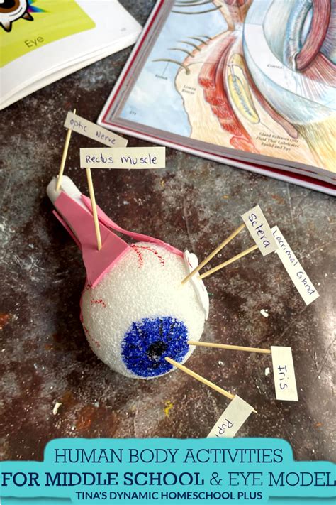 8 Eye Facts And Human Body Activities Middle School And Fun Eye Model