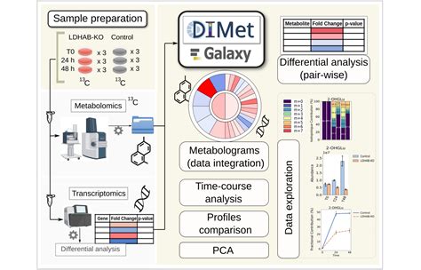 Labeled Metabolomics Data Analysis With Dimet