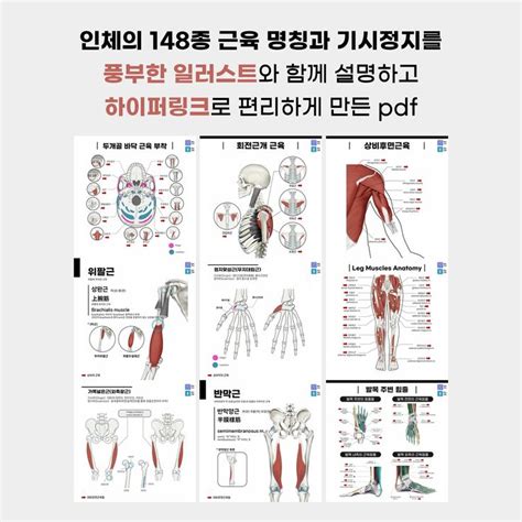 의학그림 메디컬 일러스트 Callidesign On Instagram 함께근육공부 Ver2 업그레이드 출시 그동안