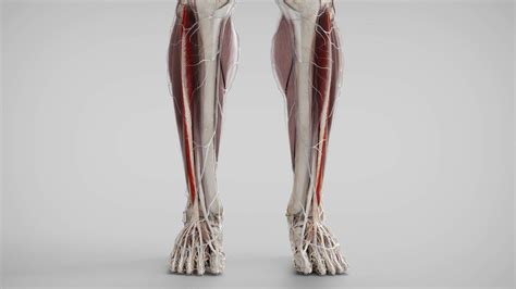 Musculus Extensor Digitorum Longus Doccheck